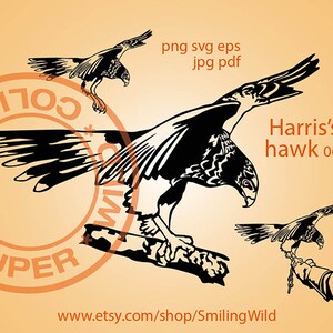 Harris's Hawk Svg Vector Clip Art Bird of Prey Cuttable - Etsy