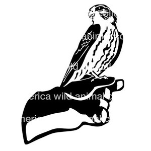 Merlin Svg Clipart Vector Graphic Art Falconry Digital Design Bird of ...