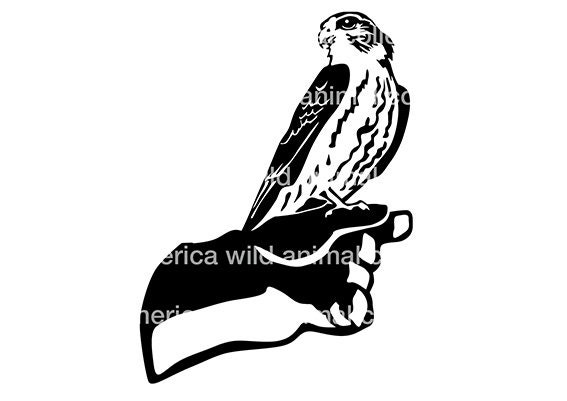 Merlin Svg Clipart Vector Graphic Art Falconry Digital Design - Etsy