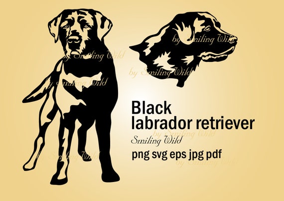 Black Lab Vector
