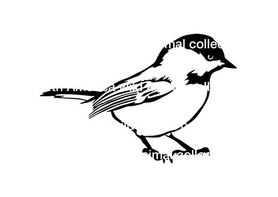 Chickadee Svg Bird Clipart Cut File Chickadee Flying Digital | Etsy Canada