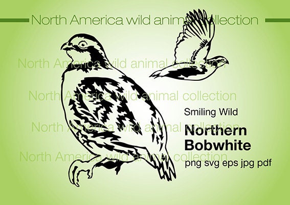 Northern Bobwhite Svg Game Bird Clipart Vector Graphic Art Cut | Etsy