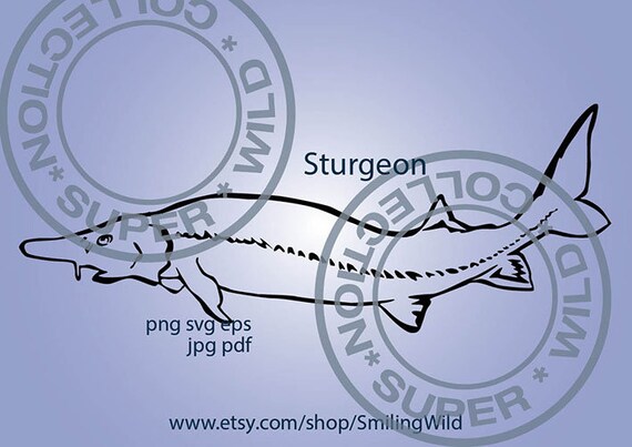 Sturgeon Svg Clipart Vector Graphic Art Cute Fish Freshwater - Etsy