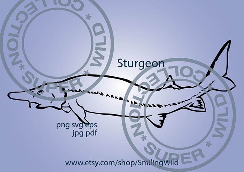 Sturgeon Svg Clipart Vector Graphic Art Cute Fish Freshwater - Etsy