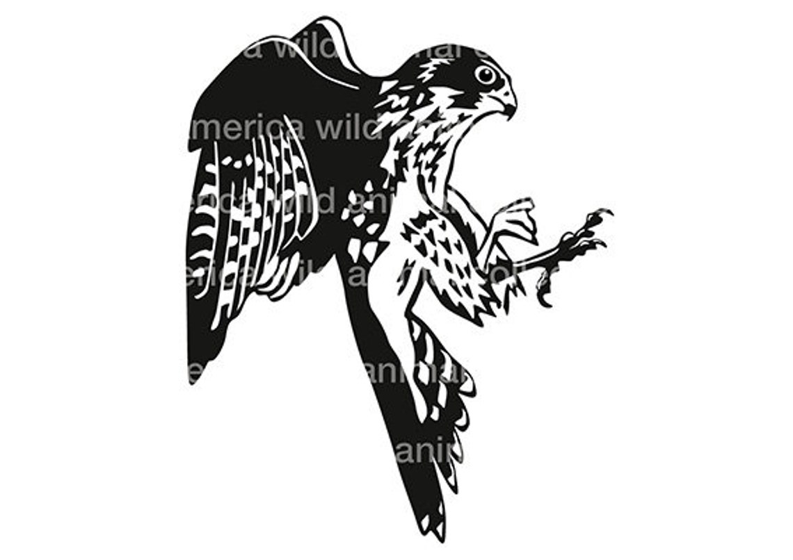 Merlin Svg Clipart Vector Graphic Art Falconry Digital Design - Etsy