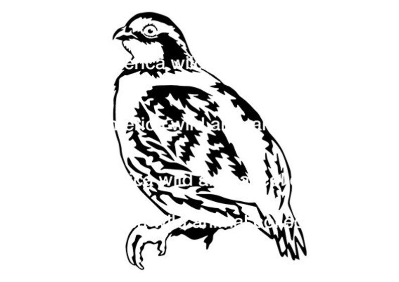 Northern Bobwhite Svg Game Bird Clipart Vector Graphic Art Cut | Etsy