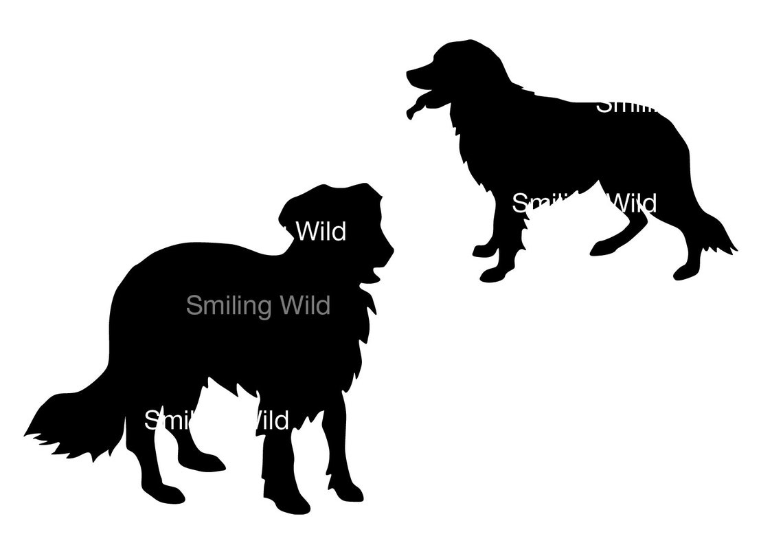 Stabyhoun Silhouette Svg Frisian Pointer Clipart Vector - Etsy