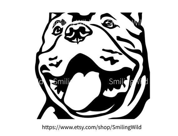 American Bully Head Drawings