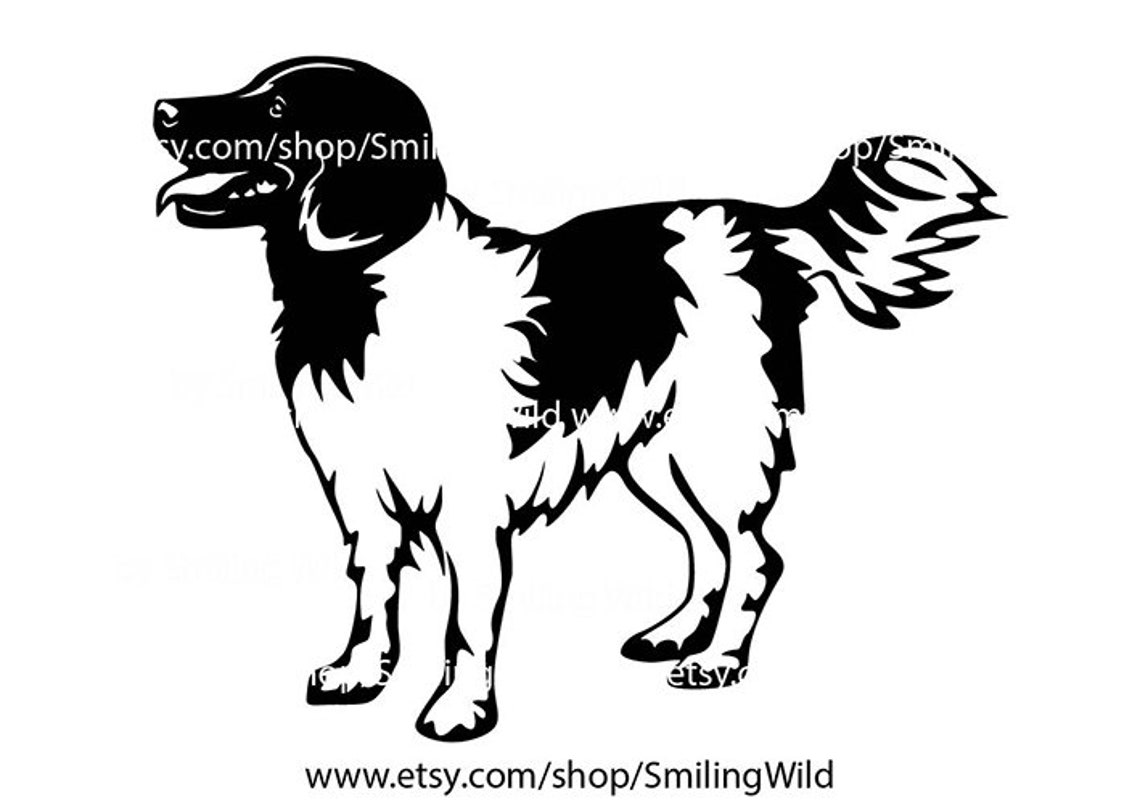 Stabyhoun Svg Vector Graphic Art Stabyhoun Clipart Portrait | Etsy