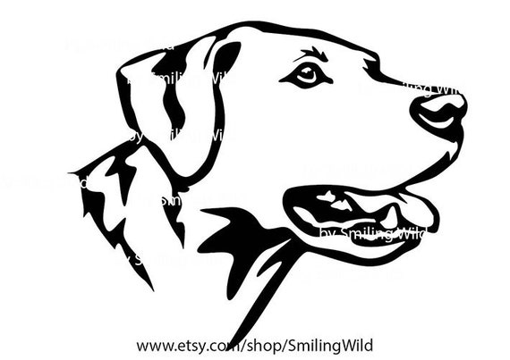 Are There Lacy Dogs In Texas