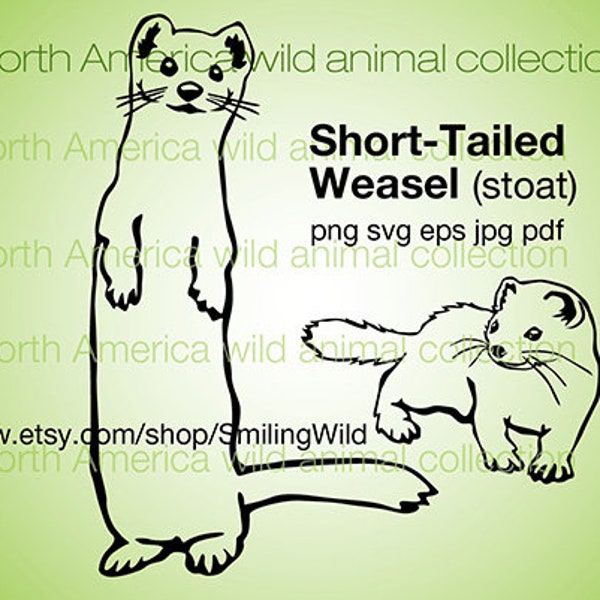 Weasel - Etsy