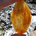 Wild Red Asparagus Root - Very Rare! - 5+ Years Old - Whole Herb - Tian ...