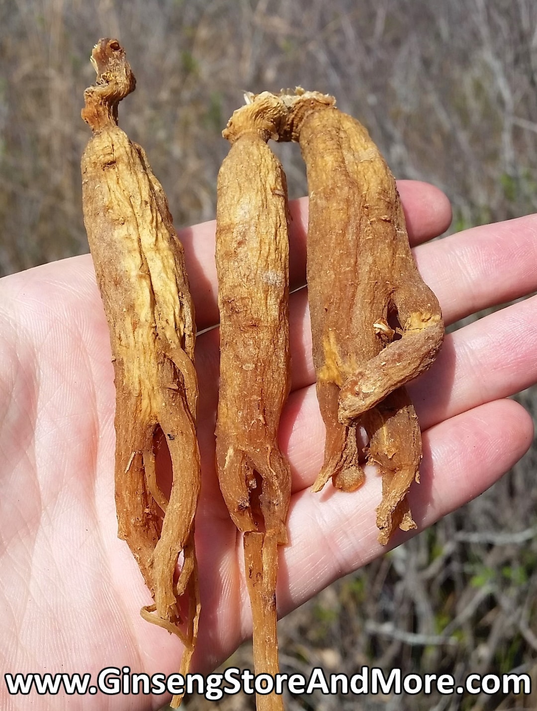 Organic Red Panax Ginseng Root | Whole 6 Year Old Roots From Changbai ...