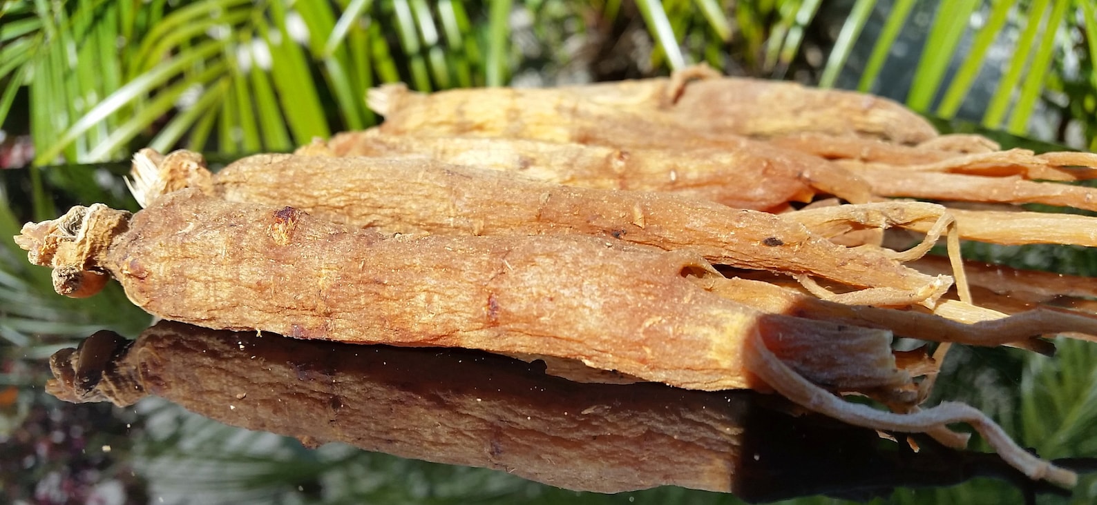 Organic Red Panax Ginseng Root | Whole 6 Year Old Roots From Changbai ...