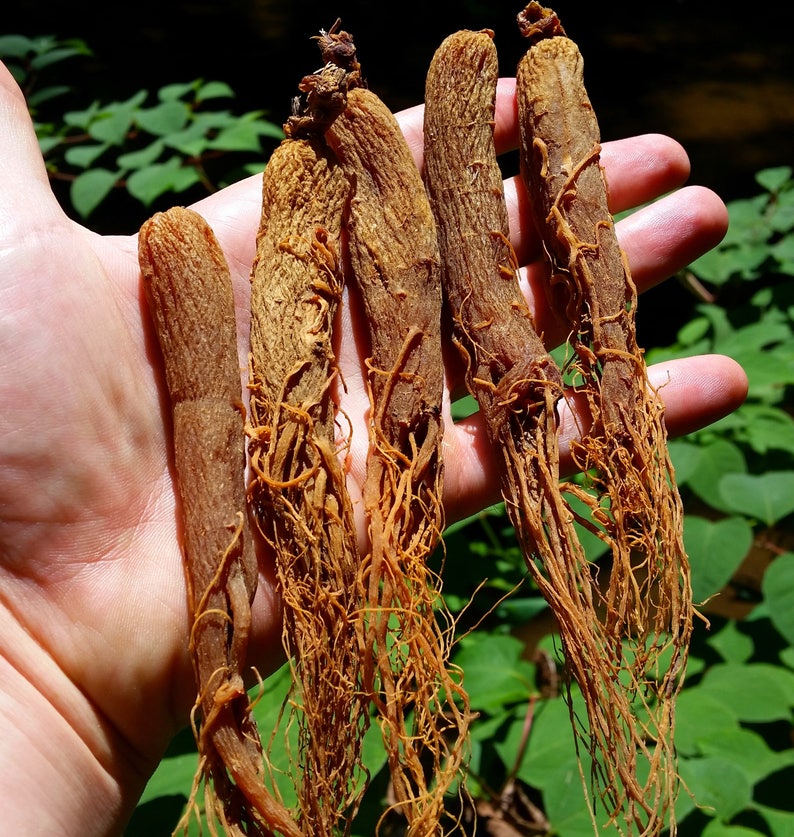 Red Panax Ginseng | Whole Roots | 6 Years Old | Ships Free in USA ...
