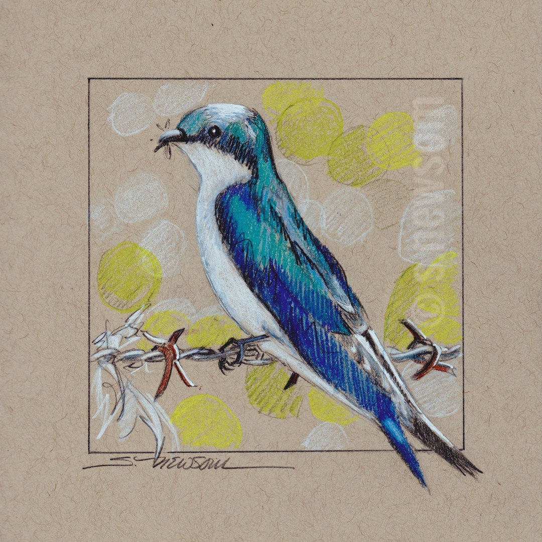 MATTED Original/tree Swallow Drawing/bird Drawing/ink/colored Pencil ...