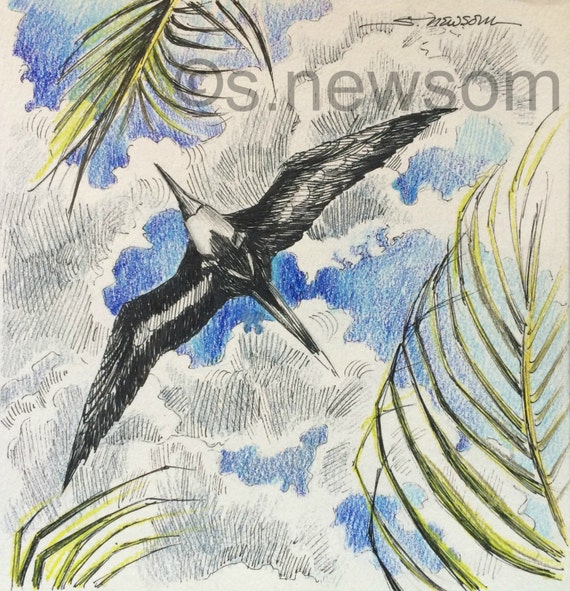 Frigatebird Drawing/original Art/bird Drawing/bird Art/pen and | Etsy