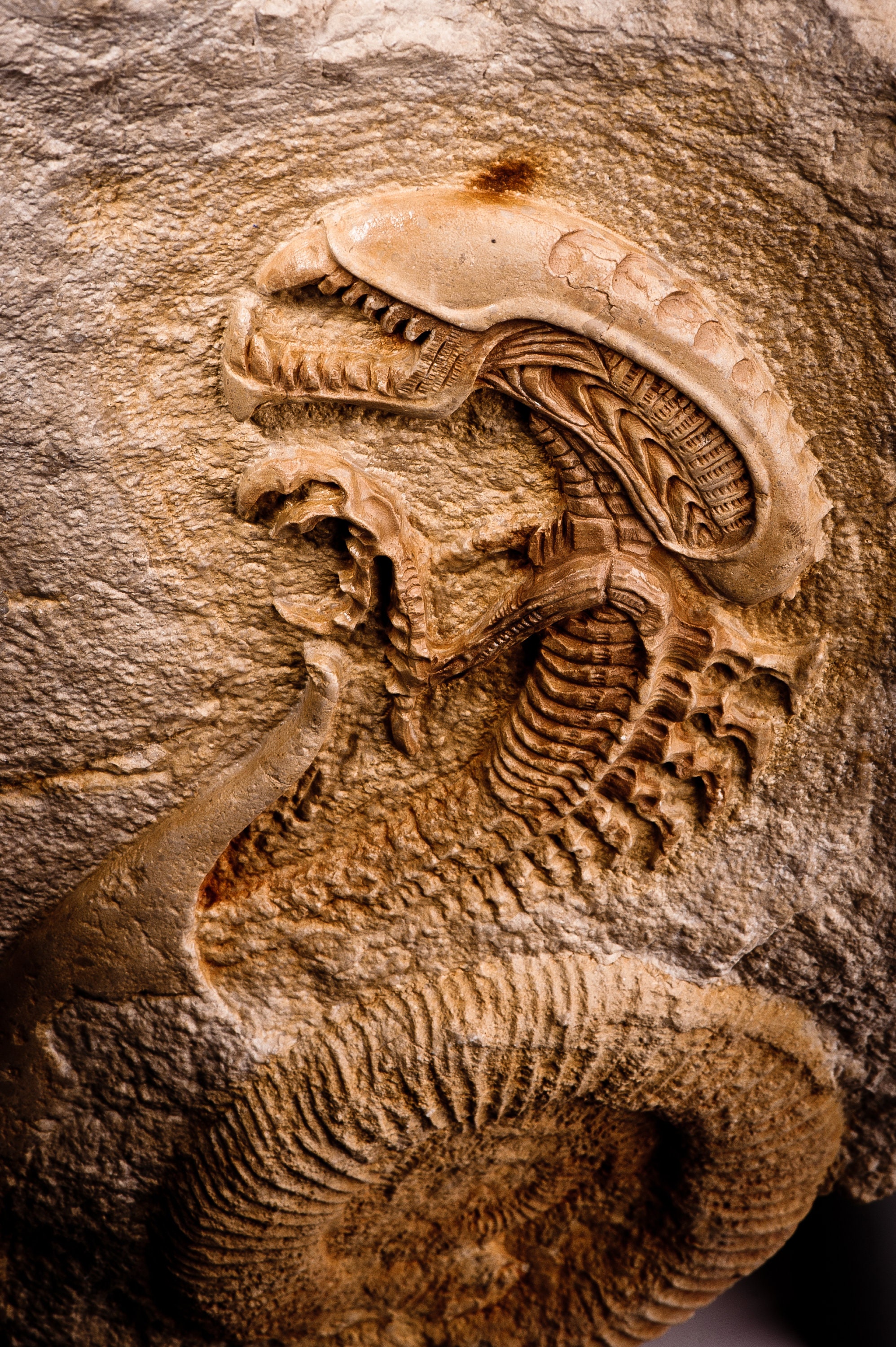 Alien | Ammonite Shell (12 Cm) With Carving - Etsy