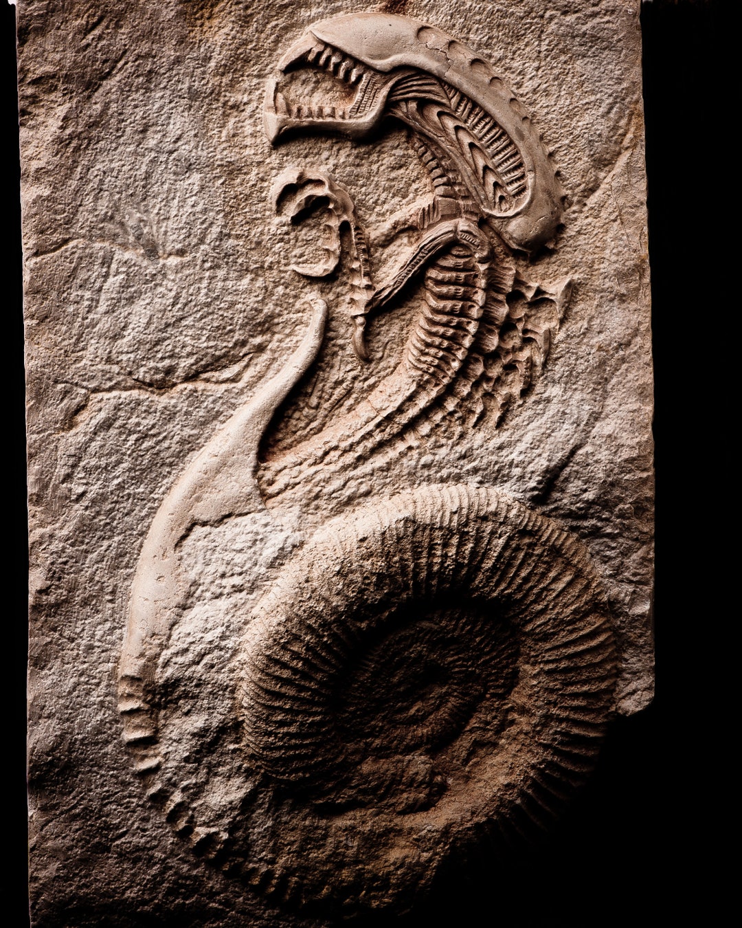 Alien | Ammonite Shell (12 Cm) With Carving - Etsy