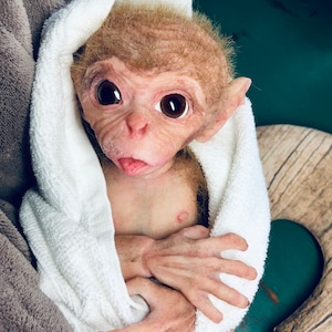 Full Body Silicone Baby Monkey Bibi in Super Soft Marshmallow Blend - Etsy