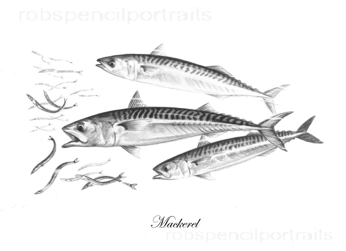 MACKEREL Limited Edition Sea Fish Drawing Print - Etsy