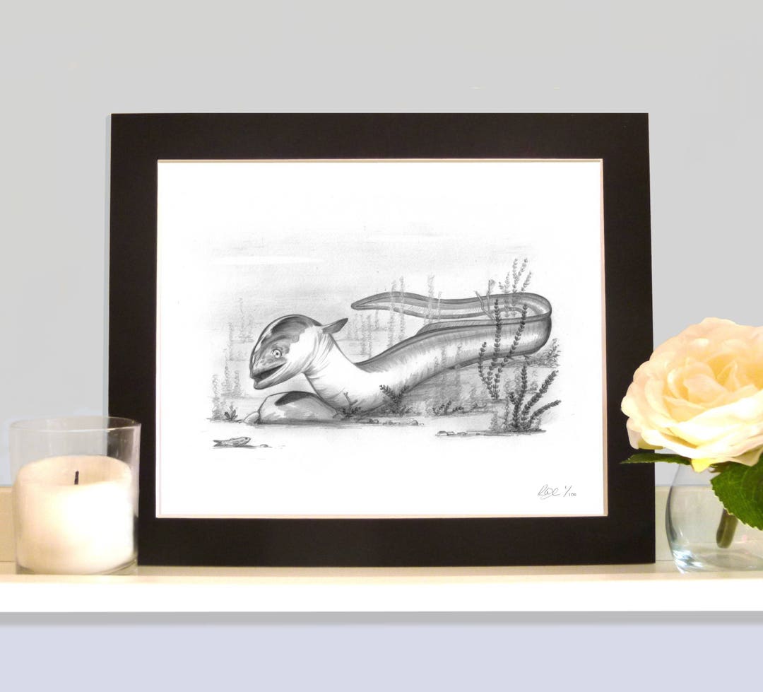 Eel Anguilla Anguilla Fish Pencil Drawing Print Picture Mounted or ...