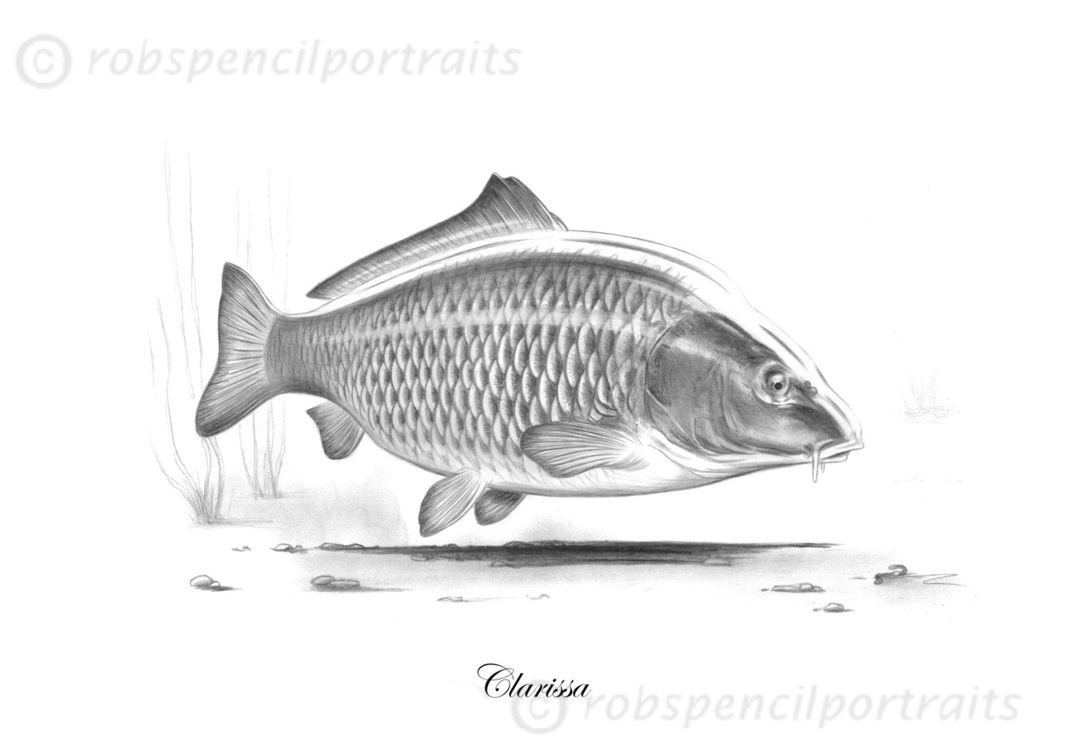 Clarissa the Carp From London Zoo and Redmire - Etsy UK