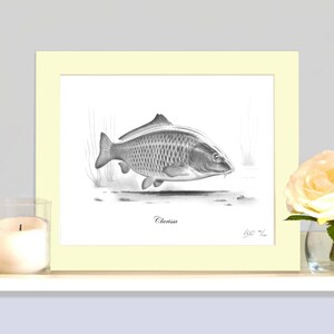 Clarissa the Carp From London Zoo and Redmire - Etsy