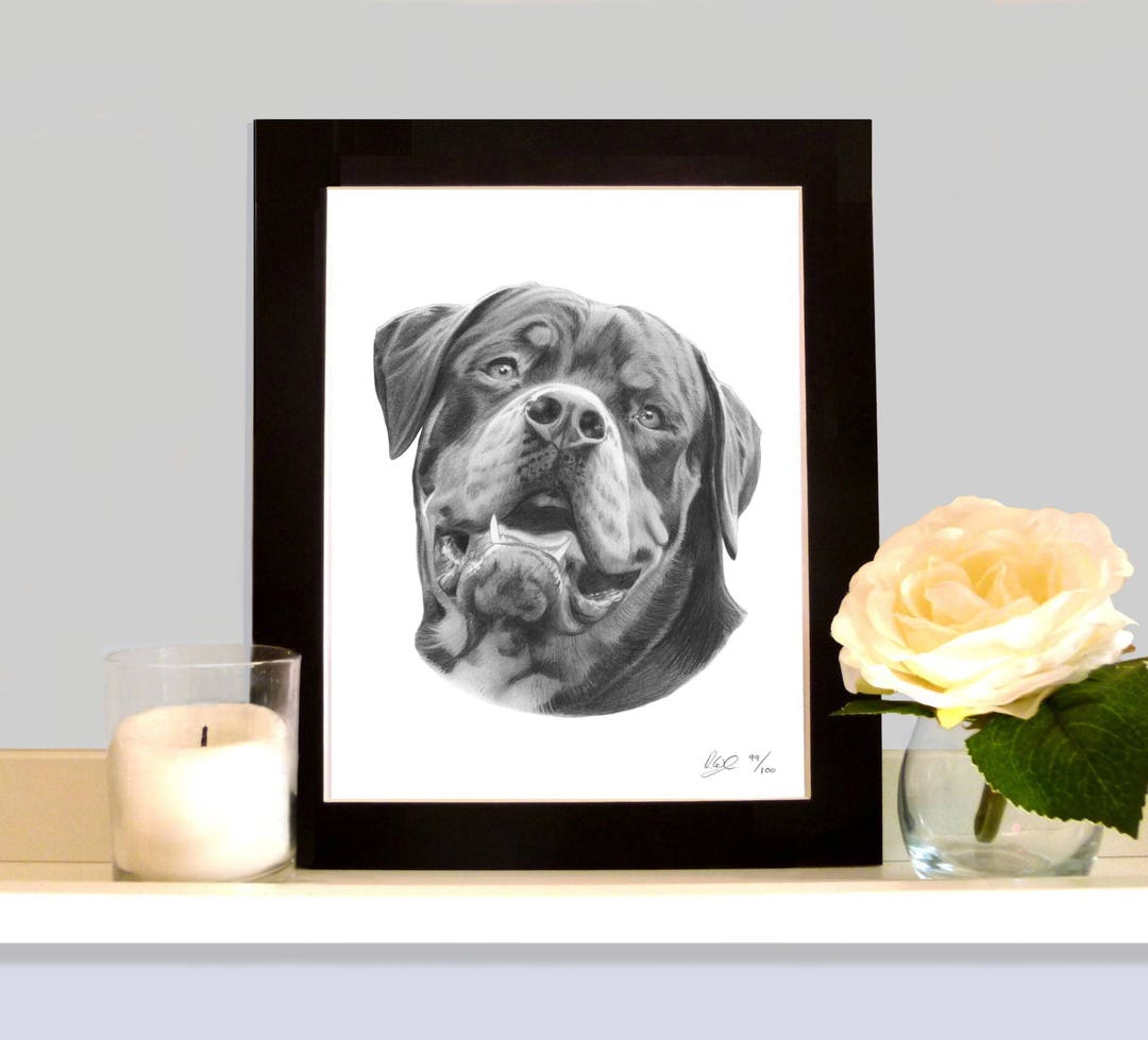 Rottweiler Rotty Pencil Drawing Art Print Picture Limited Edition Wall ...