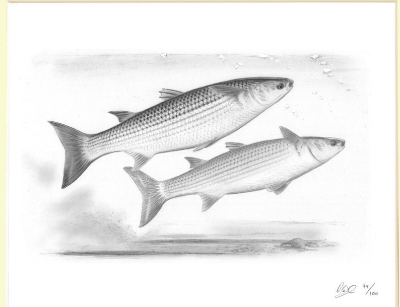 Thick Lipped Mullet Pencil Drawing Sea Fishing Art Print Picture - Etsy