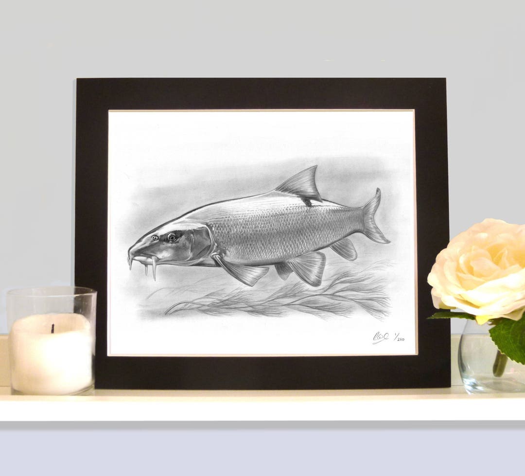 Barbel - Leviathan Underwater Fishing Art Drawing - Etsy