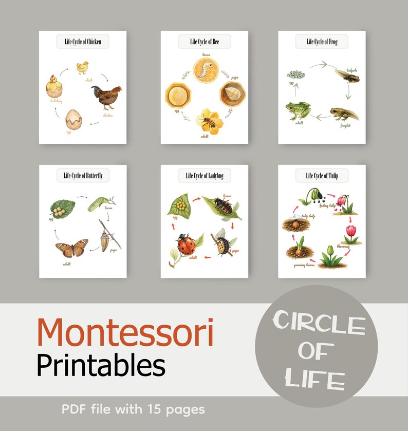 Life Cycle Puzzle Printables Bundle for Kids – Montessori Homeschool ...