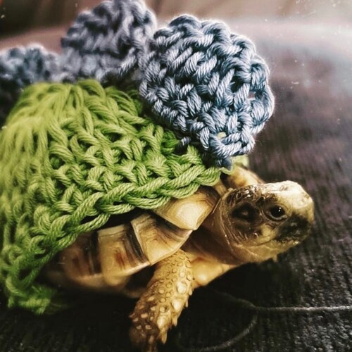 Tortoise Sweater Dinosaur Stegosaurus Cozy for Tortoises - Etsy