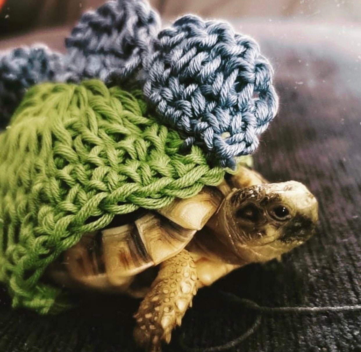 Stegasaurus dinosaur tortoise cozy | Etsy