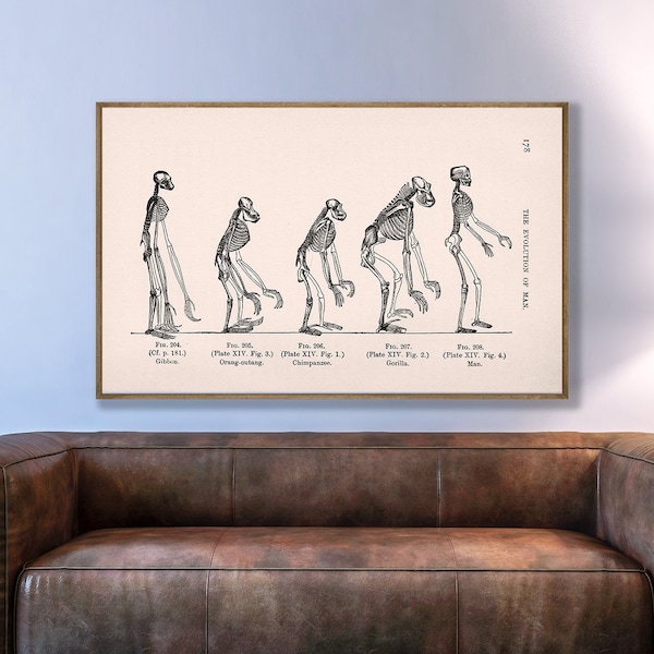 Human Evolution Poster - Etsy
