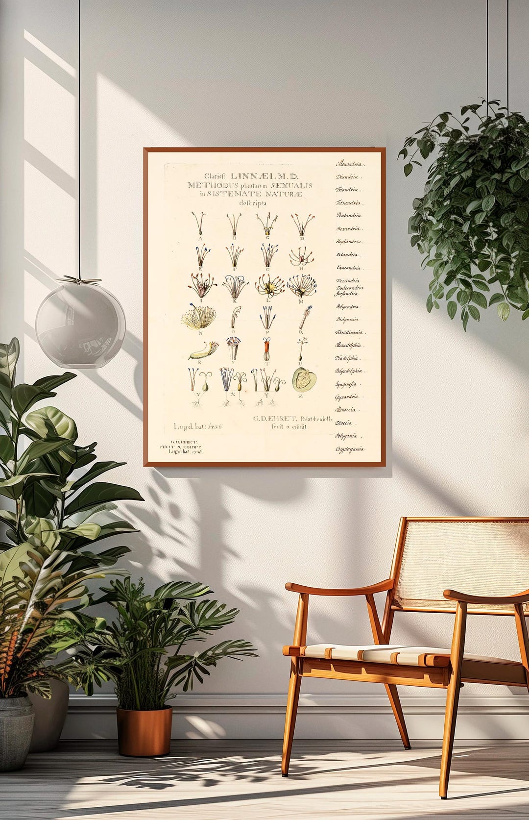 Historic Botanical Illustration, Linnaeus's Plant Classification ...