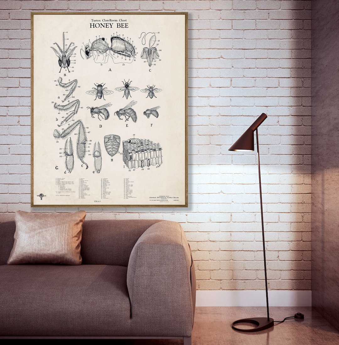 Honey Bee Chart, Honey Bee Poster, Bee Knowlege Poster, Honey Bee Print ...