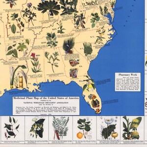 Medicinal Plant Map of the United States of America, Botanical Poster ...
