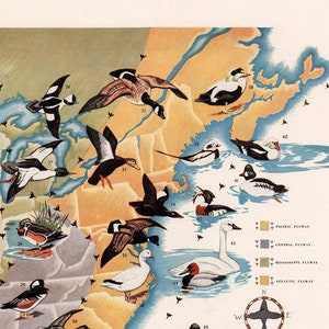 Migrating Birds Map, Migration Routes, Forty-five Species of Migratory ...