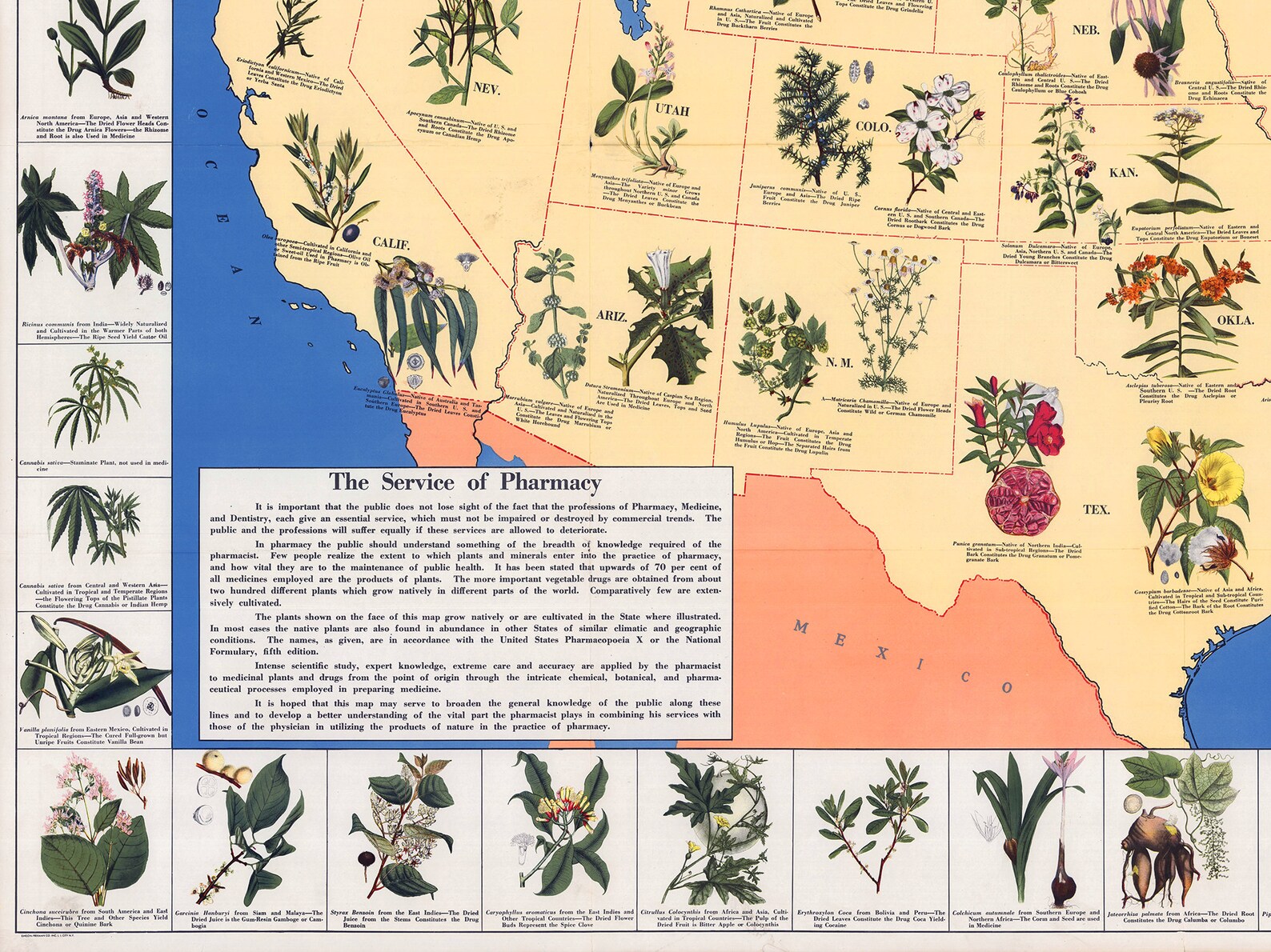 Medicinal Plant Map of the United States of America Botanical - Etsy ...