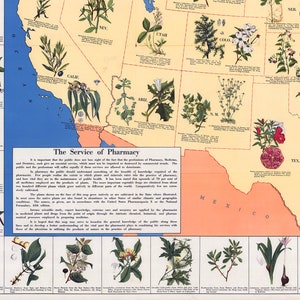 Medicinal Plant Map of the United States of America, Botanical Poster ...