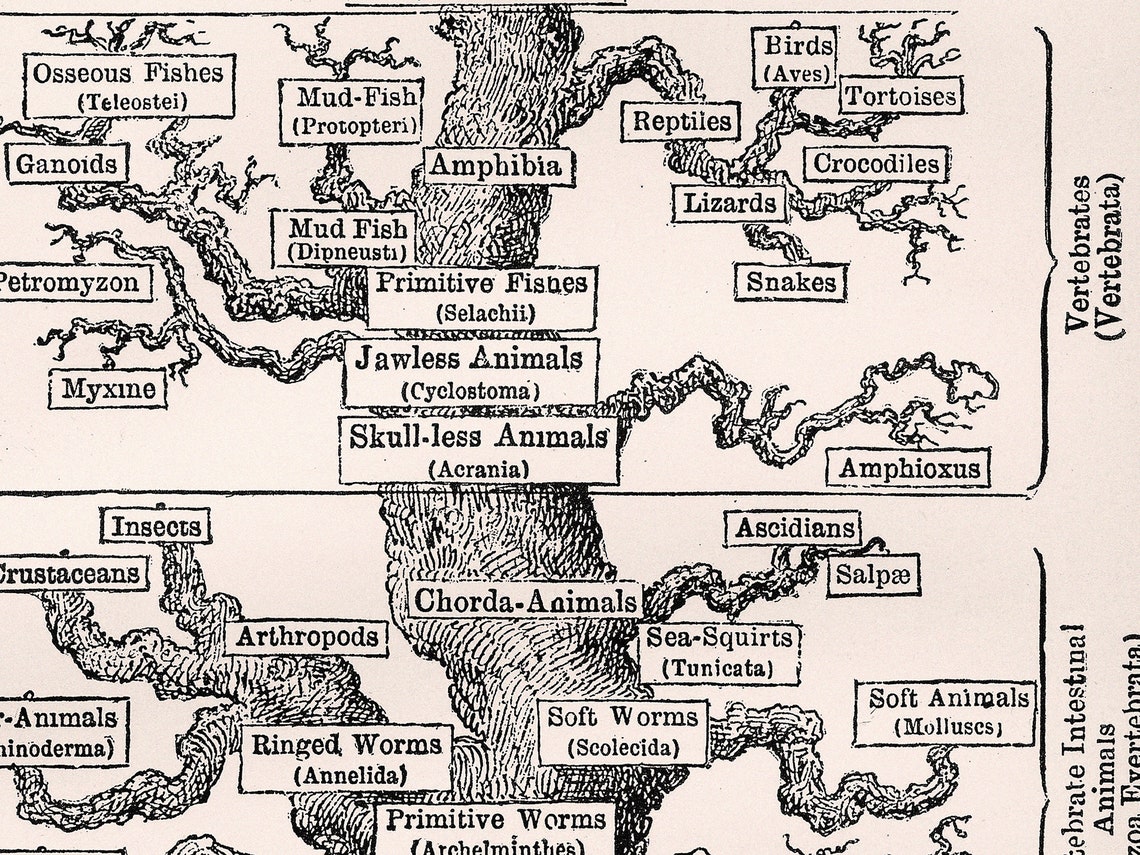 Evolution Poster Tree of Life Human Evolution Darwinism | Etsy