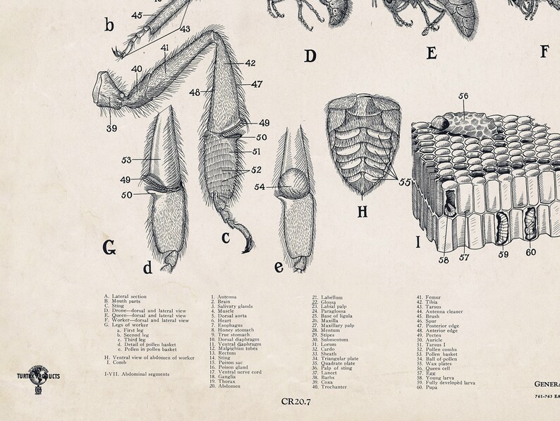 Honey Bee Chart Honey Bee Poster Bee Knowlege Poster Honey - Etsy