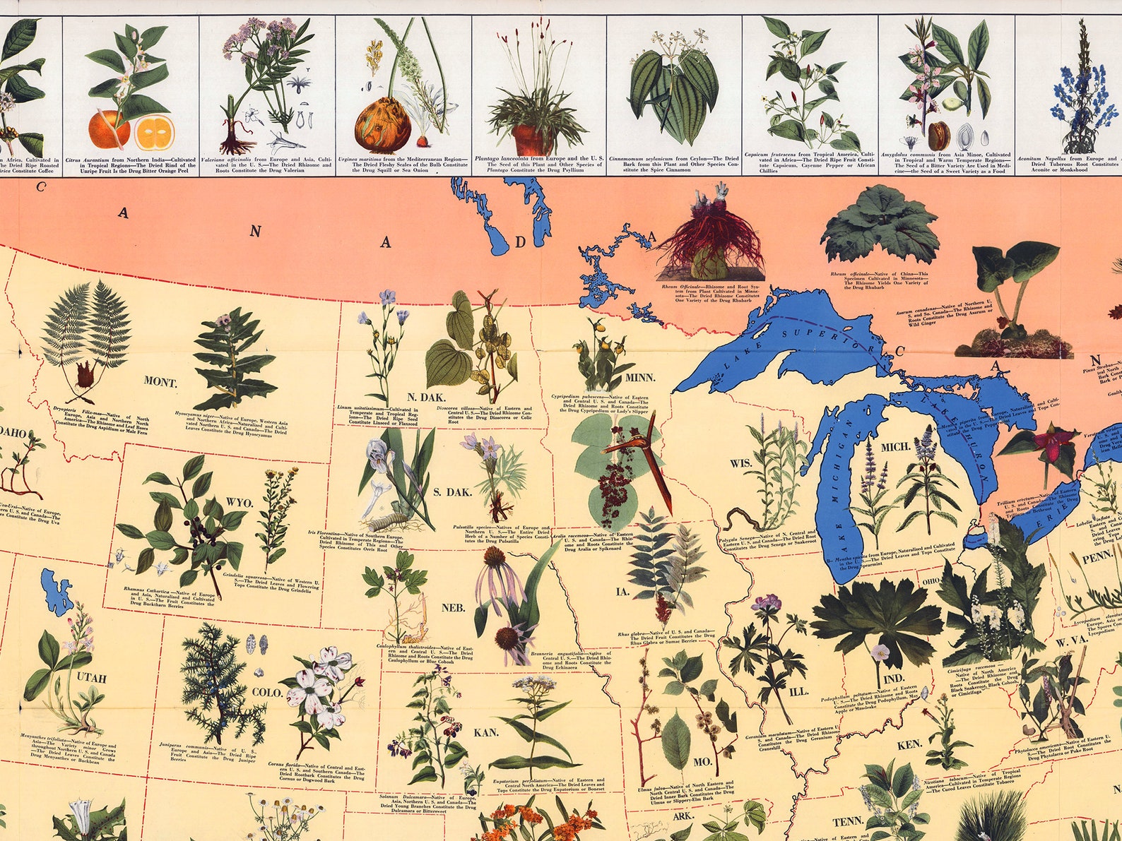 Medicinal Plant Map of the United States of America Botanical - Etsy ...