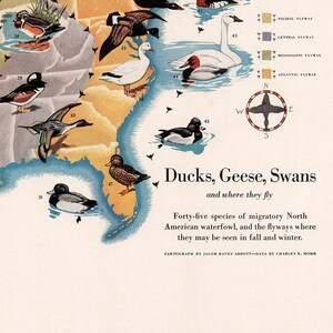 Migrating Birds Map, Migration Routes, Forty-five Species of Migratory ...