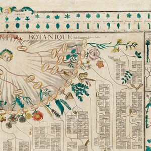 Botanical Wall Art, Botanical Print, Plant Classification, Botanist ...