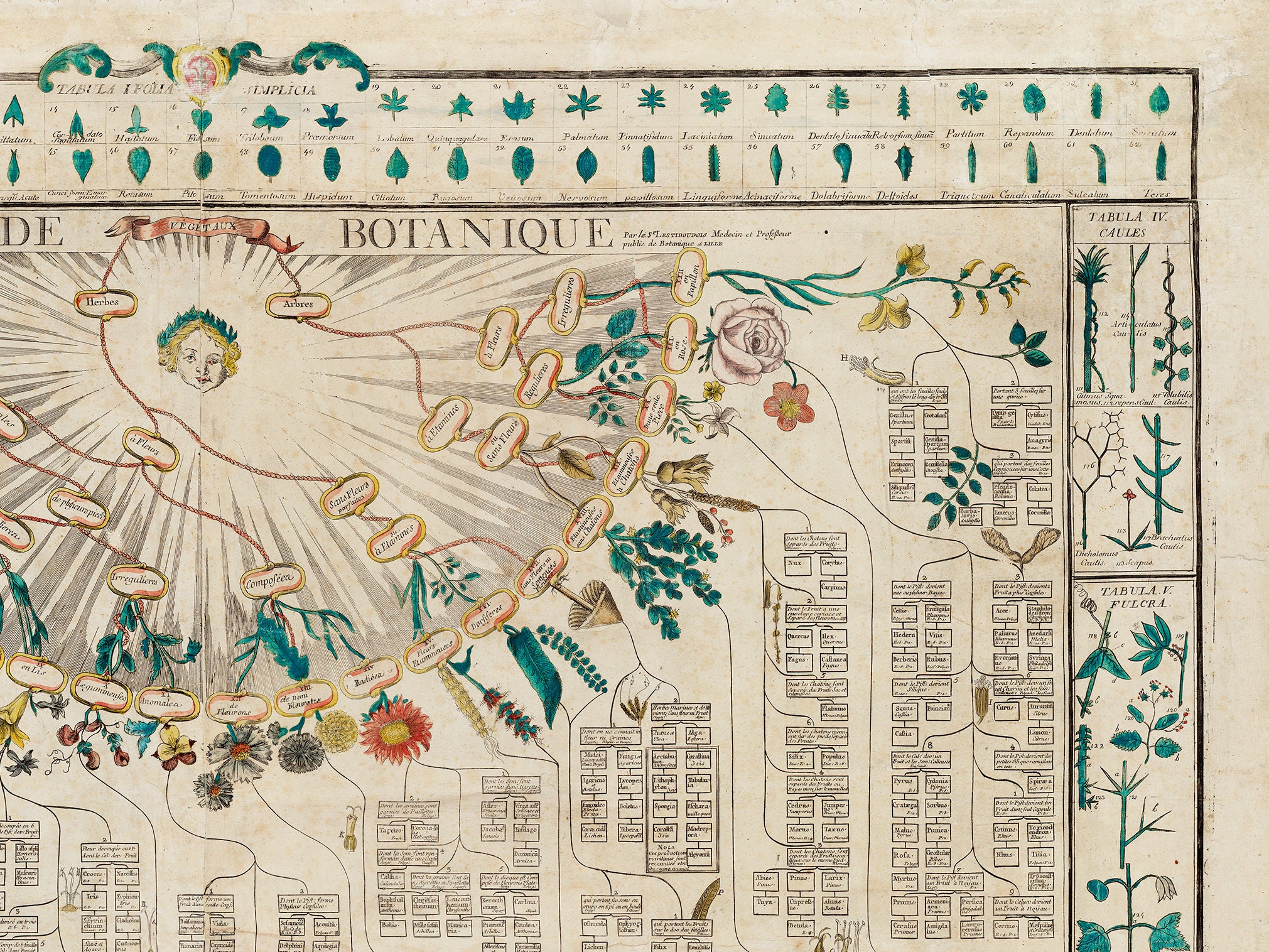 Botanical Wall Art Botanical Print Plant Classification - Etsy