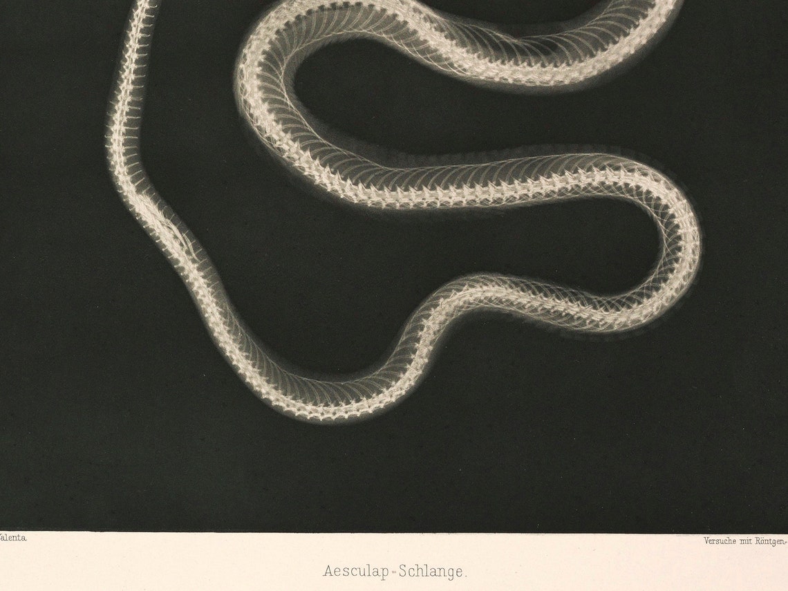 Vintage Snake Photo Snake Wall Art Old Snake Illustration - Etsy