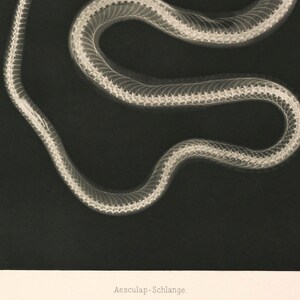 Vintage Snake Photo, Snake Wall Art, Old Snake Illustration, X-ray ...