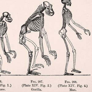 March of Progress, the Evolution of Man, From Ape Ancestors to Homo ...